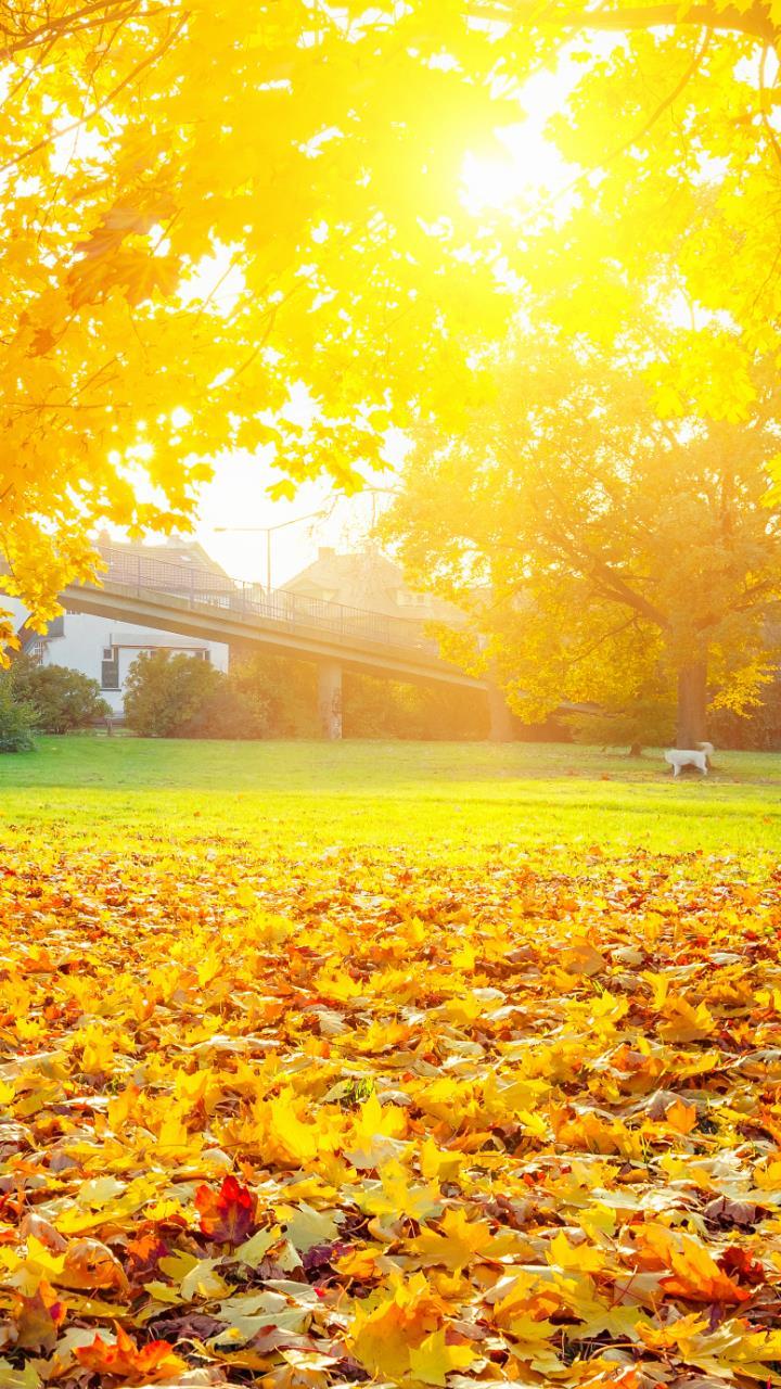 Japan Android Wallpapers - Top Free Japan Android Backgrounds ...