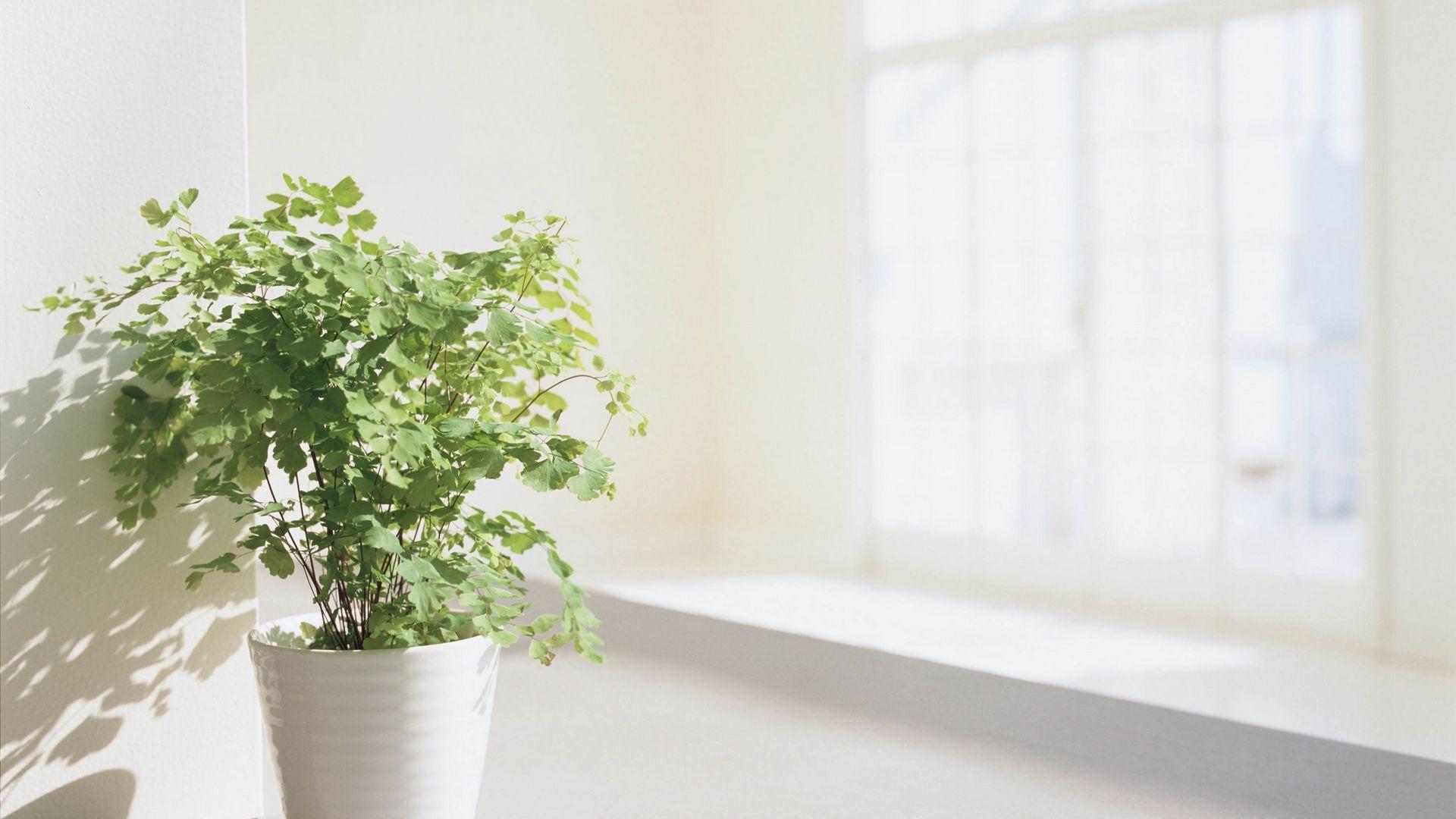 Indoor Plant Desktop Wallpapers - Top Free Indoor Plant Desktop ...