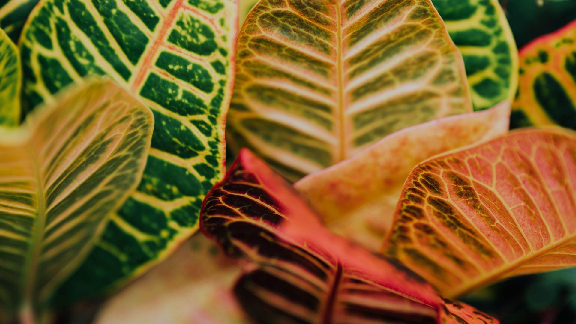 Indoor Plant Desktop Wallpapers - Top Free Indoor Plant Desktop ...