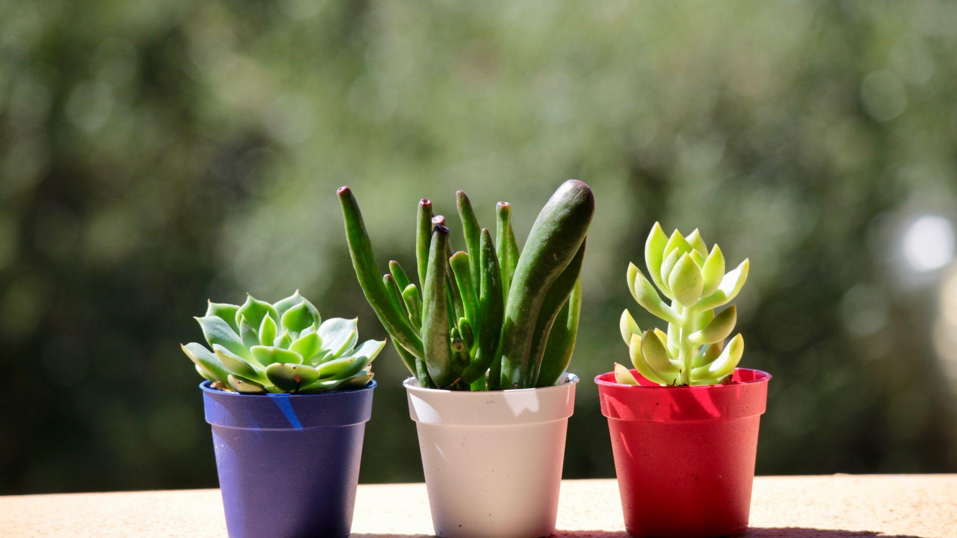 Indoor Plant Desktop Wallpapers - Top Free Indoor Plant Desktop ...