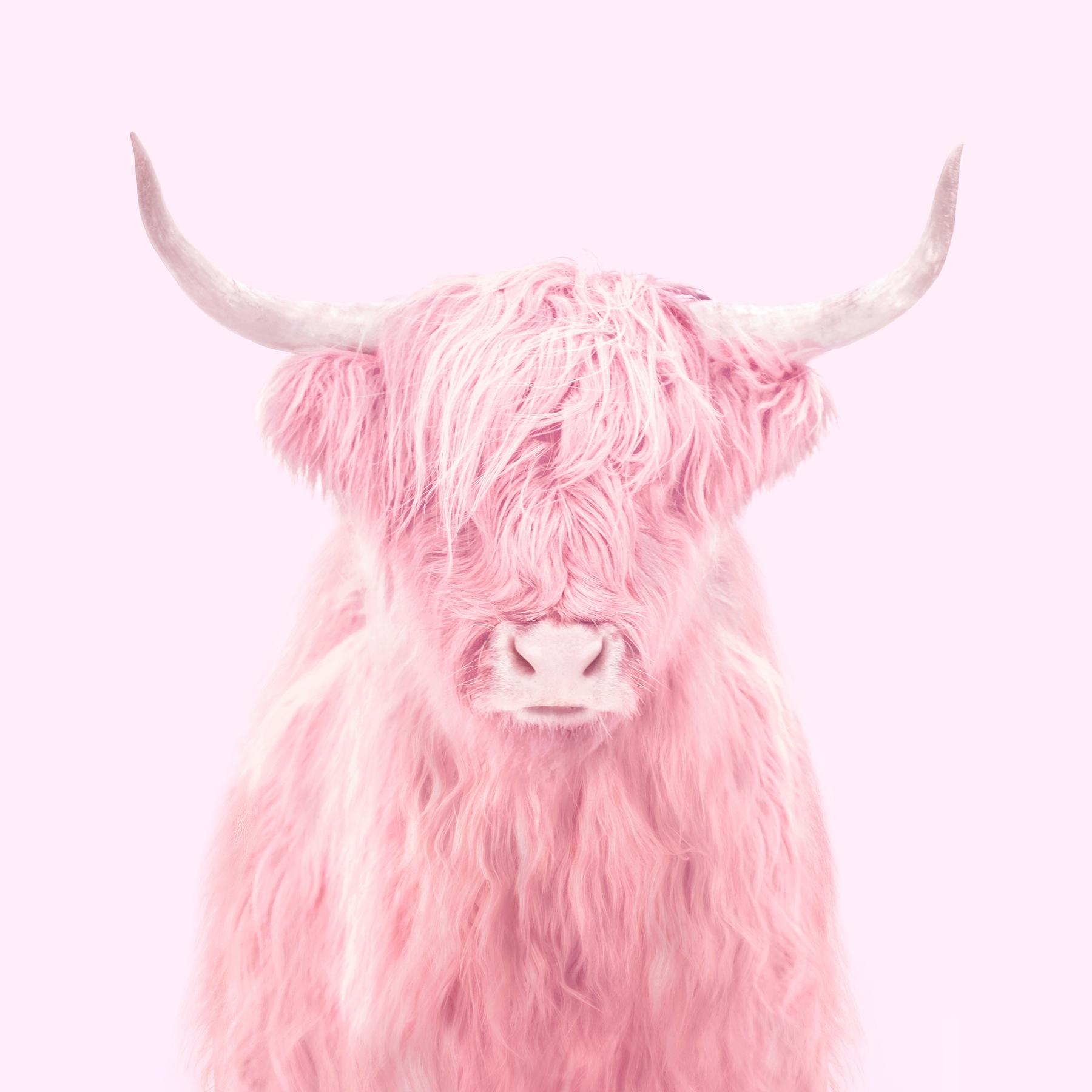 Pink Cow Wallpapers Top Free Pink Cow Backgrounds WallpaperAccess