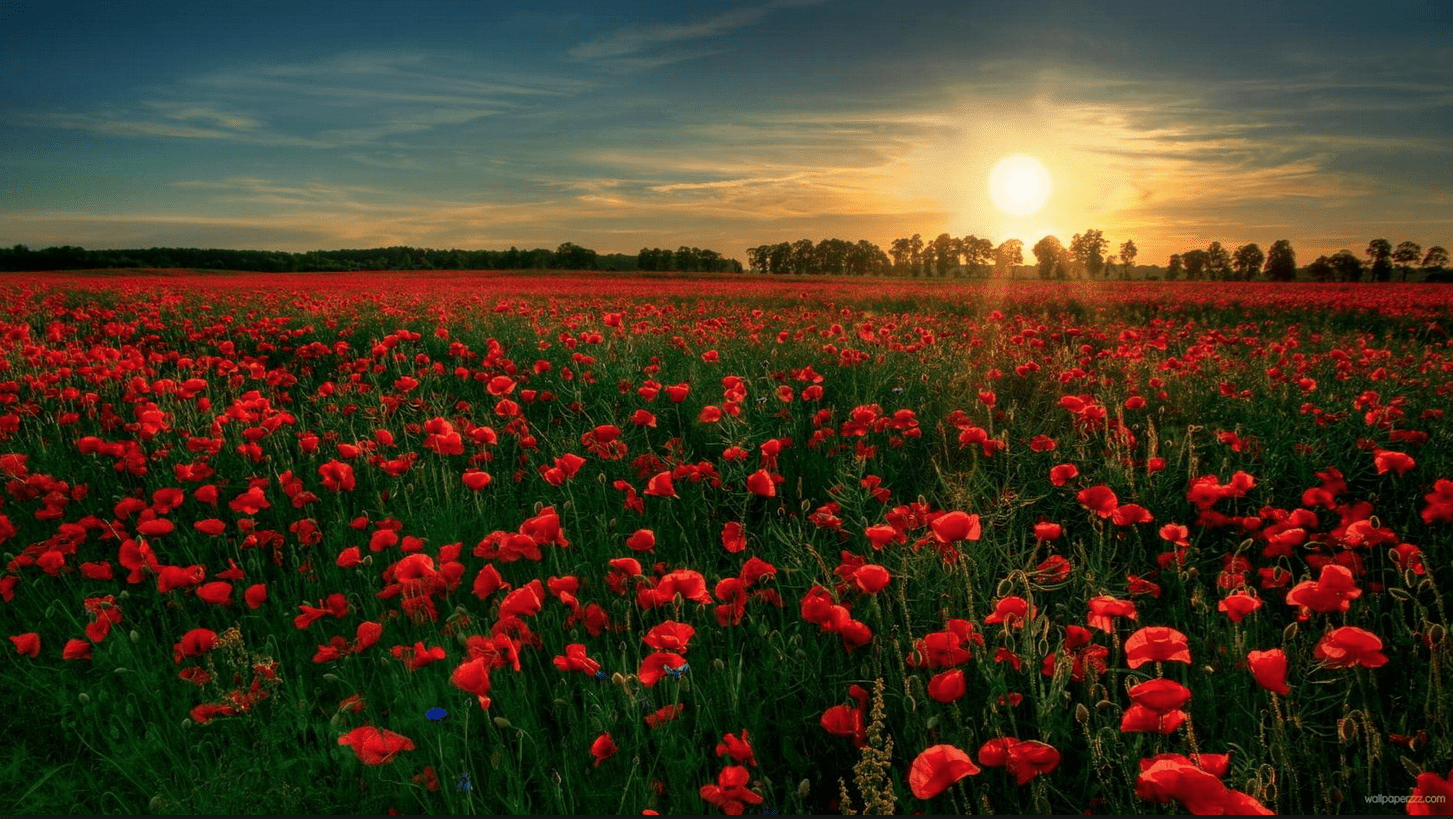 Anzac Wallpapers - Top Free Anzac Backgrounds - WallpaperAccess