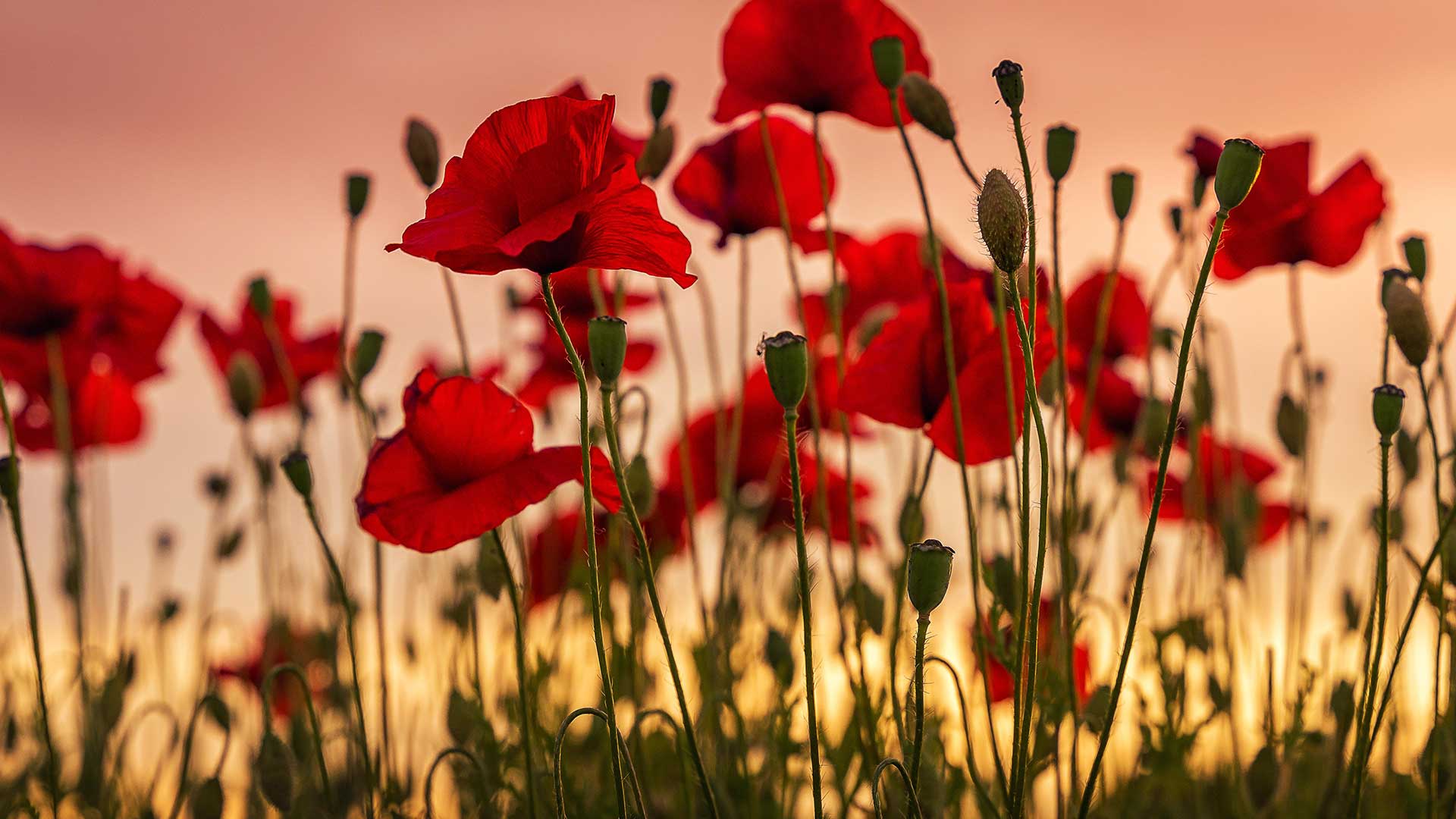 Anzac Wallpapers - Top Free Anzac Backgrounds - WallpaperAccess