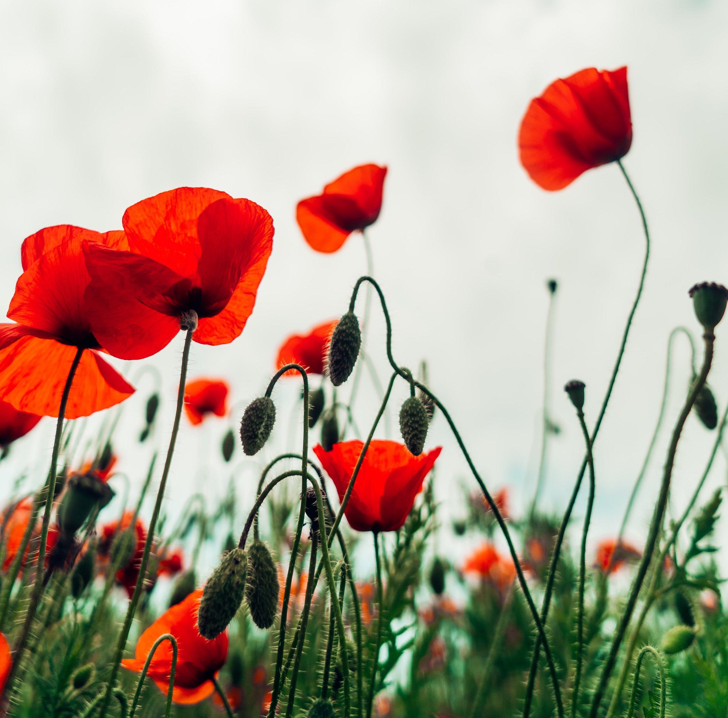 Anzac Wallpapers - Top Free Anzac Backgrounds - WallpaperAccess