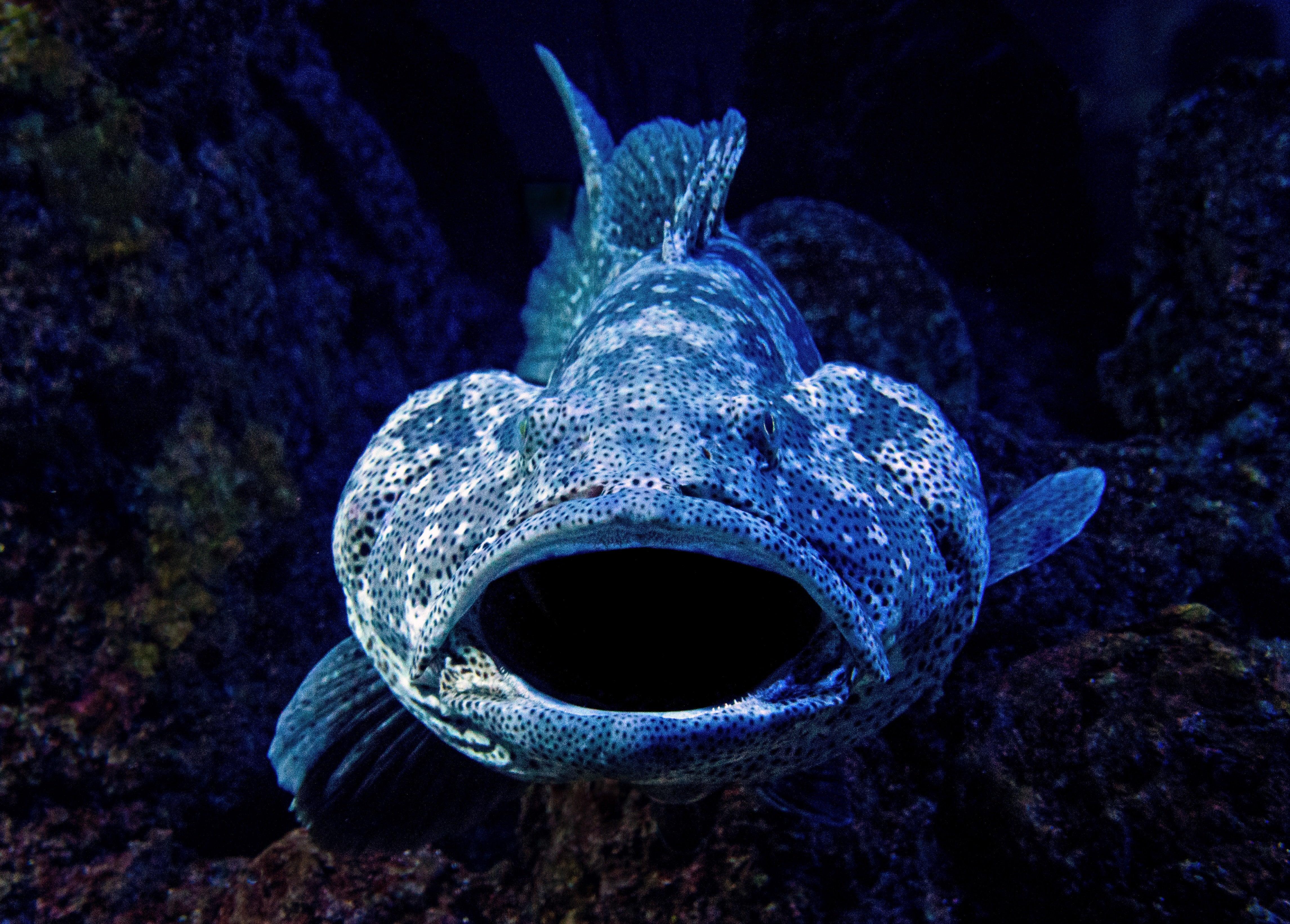 Grouper Wallpapers - Top Free Grouper Backgrounds - WallpaperAccess