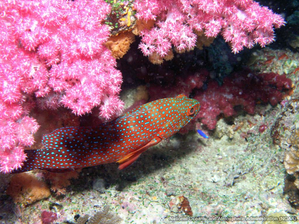 Grouper Wallpapers - Top Free Grouper Backgrounds - WallpaperAccess