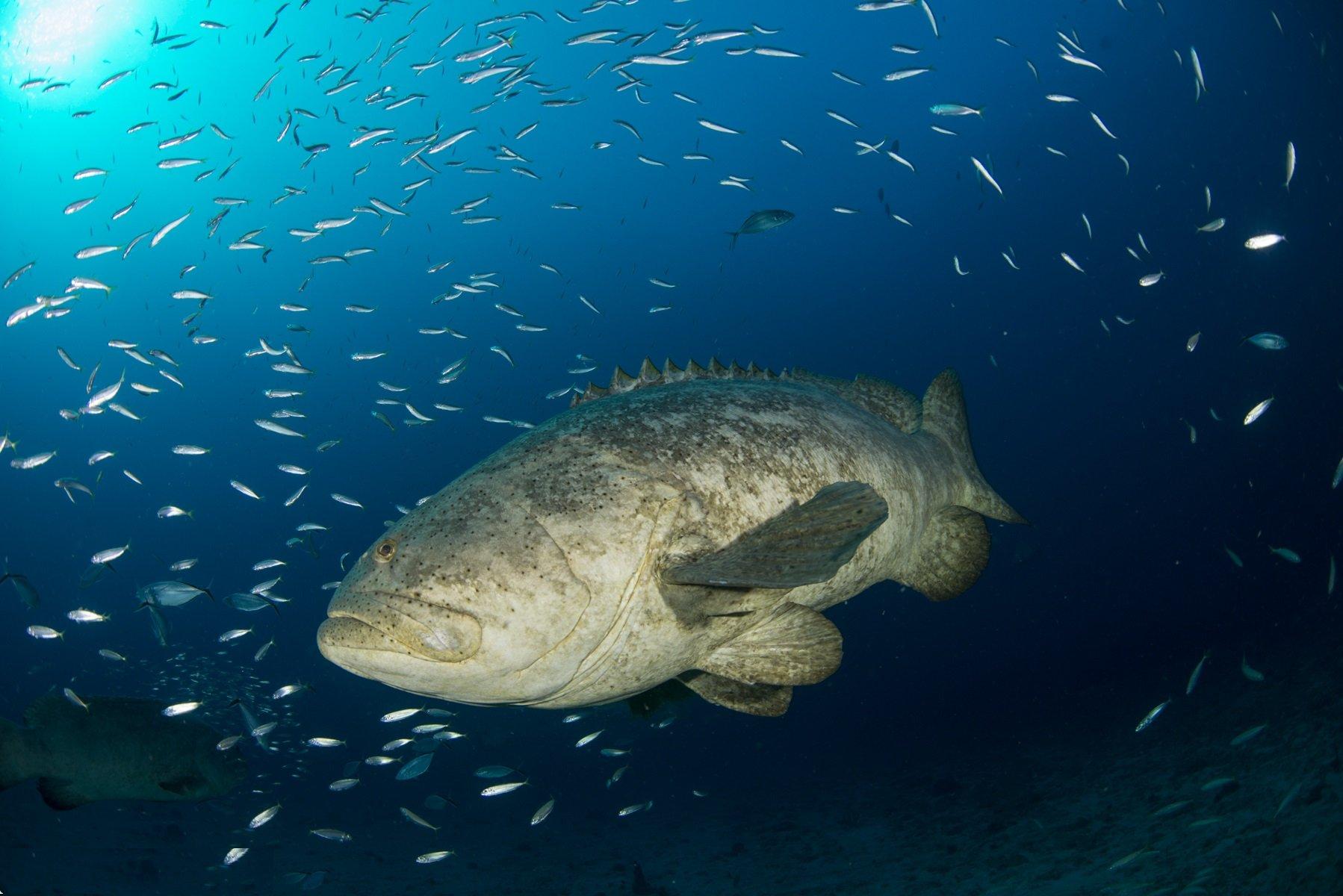 Grouper Wallpapers - Top Free Grouper Backgrounds - WallpaperAccess