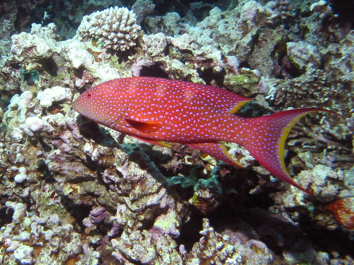 Grouper Wallpapers - Top Free Grouper Backgrounds - WallpaperAccess