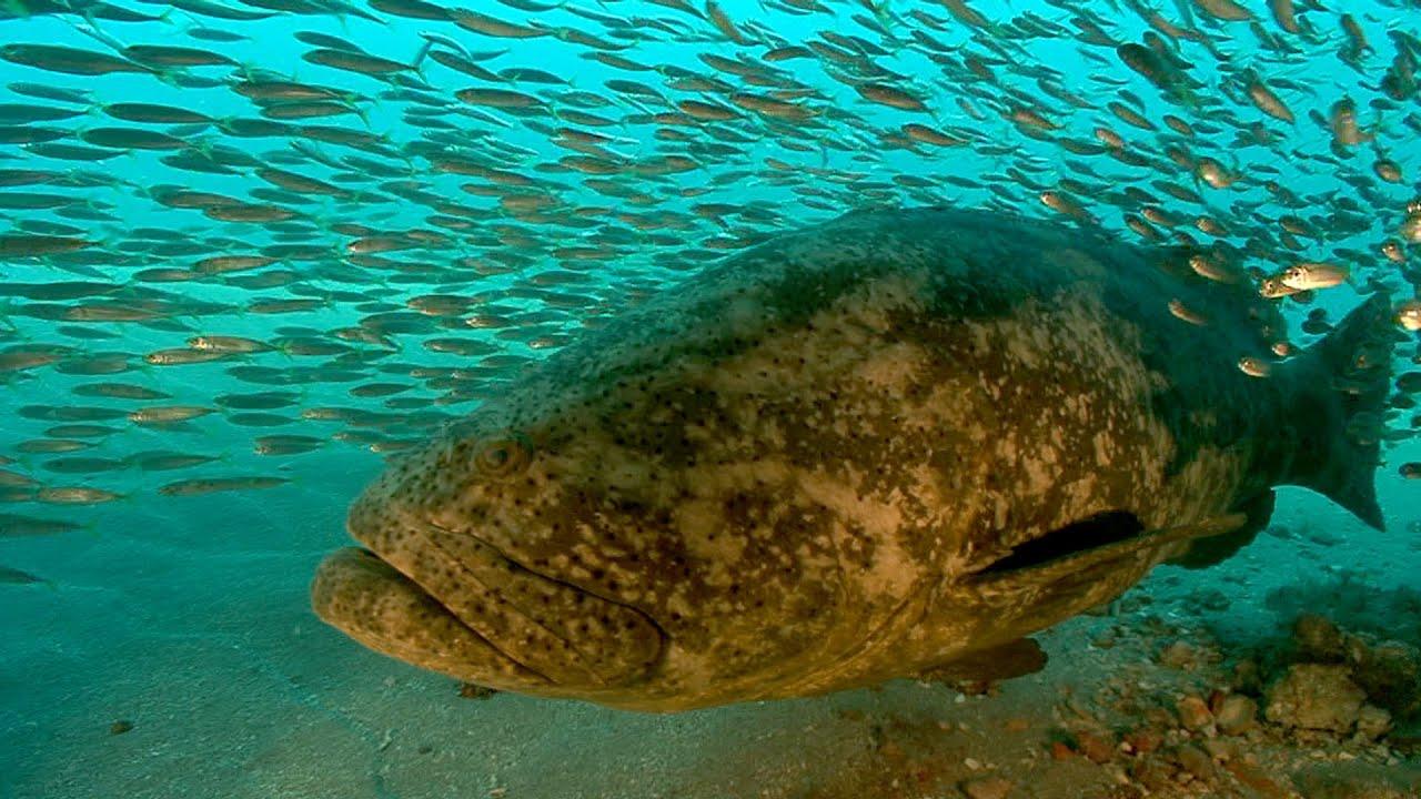 Grouper Wallpapers - Top Free Grouper Backgrounds - WallpaperAccess
