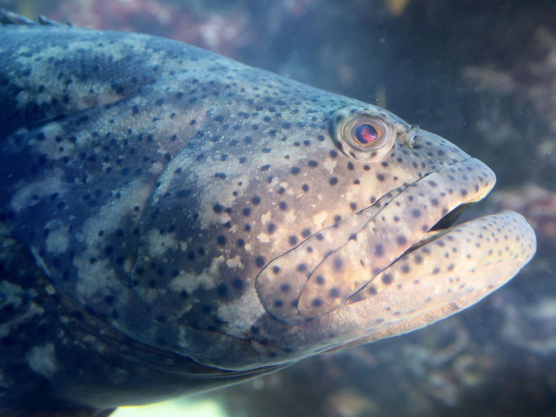 Grouper Wallpapers - Top Free Grouper Backgrounds - WallpaperAccess