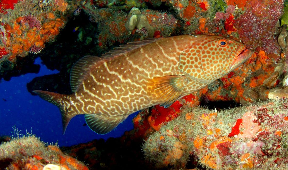Grouper Wallpapers - Top Free Grouper Backgrounds - WallpaperAccess