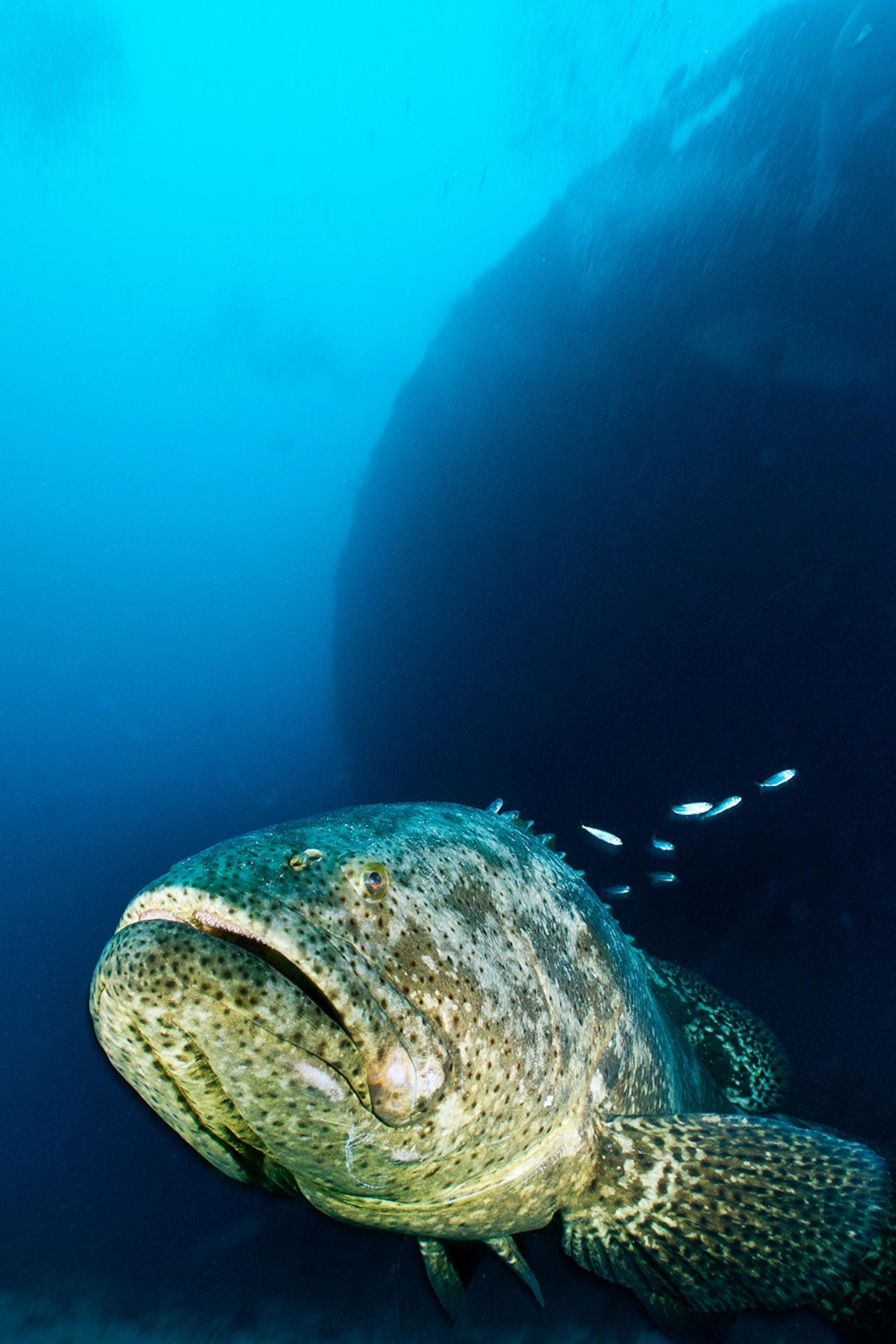 Grouper Wallpapers - Top Free Grouper Backgrounds - WallpaperAccess