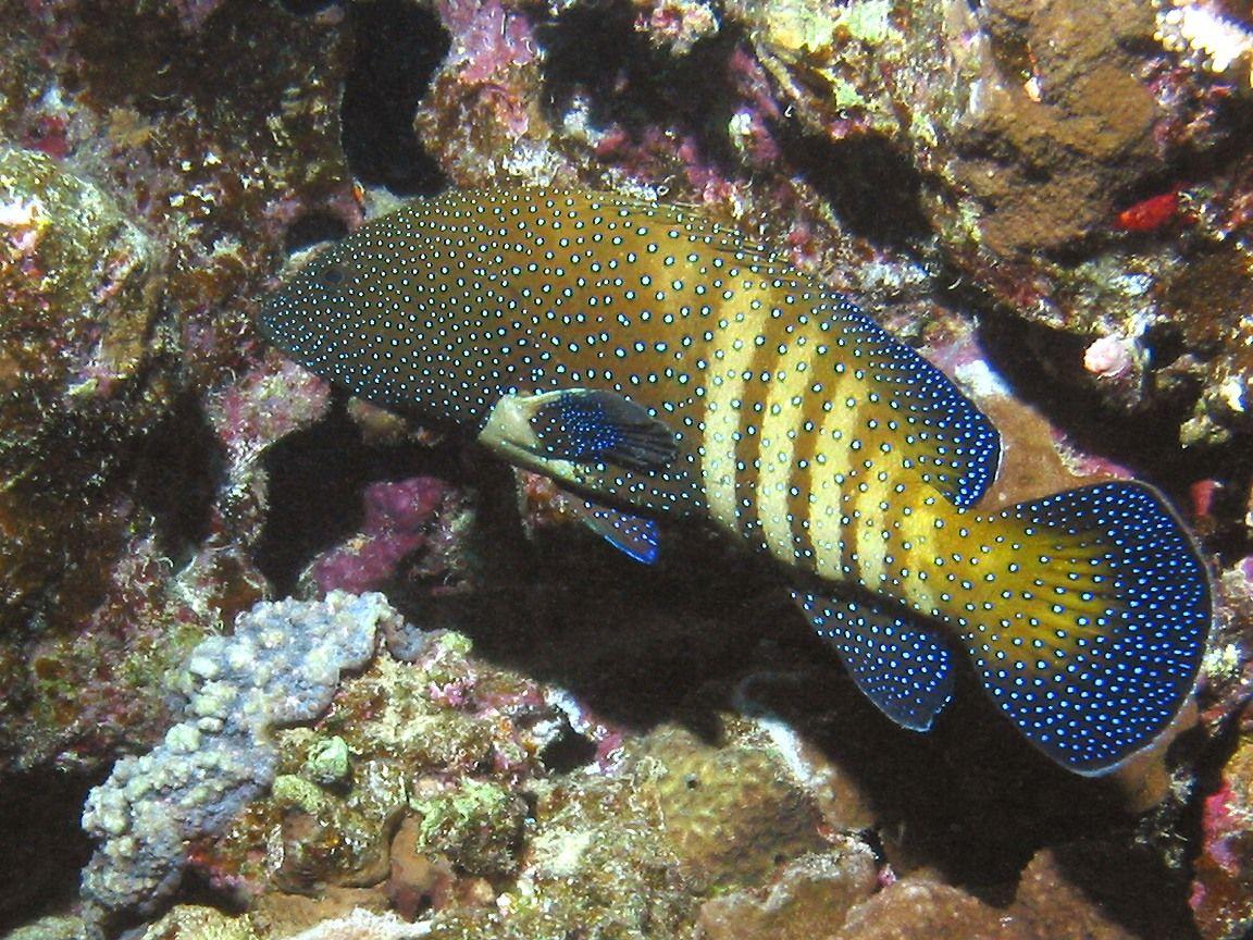 Grouper Wallpapers - Top Free Grouper Backgrounds - WallpaperAccess
