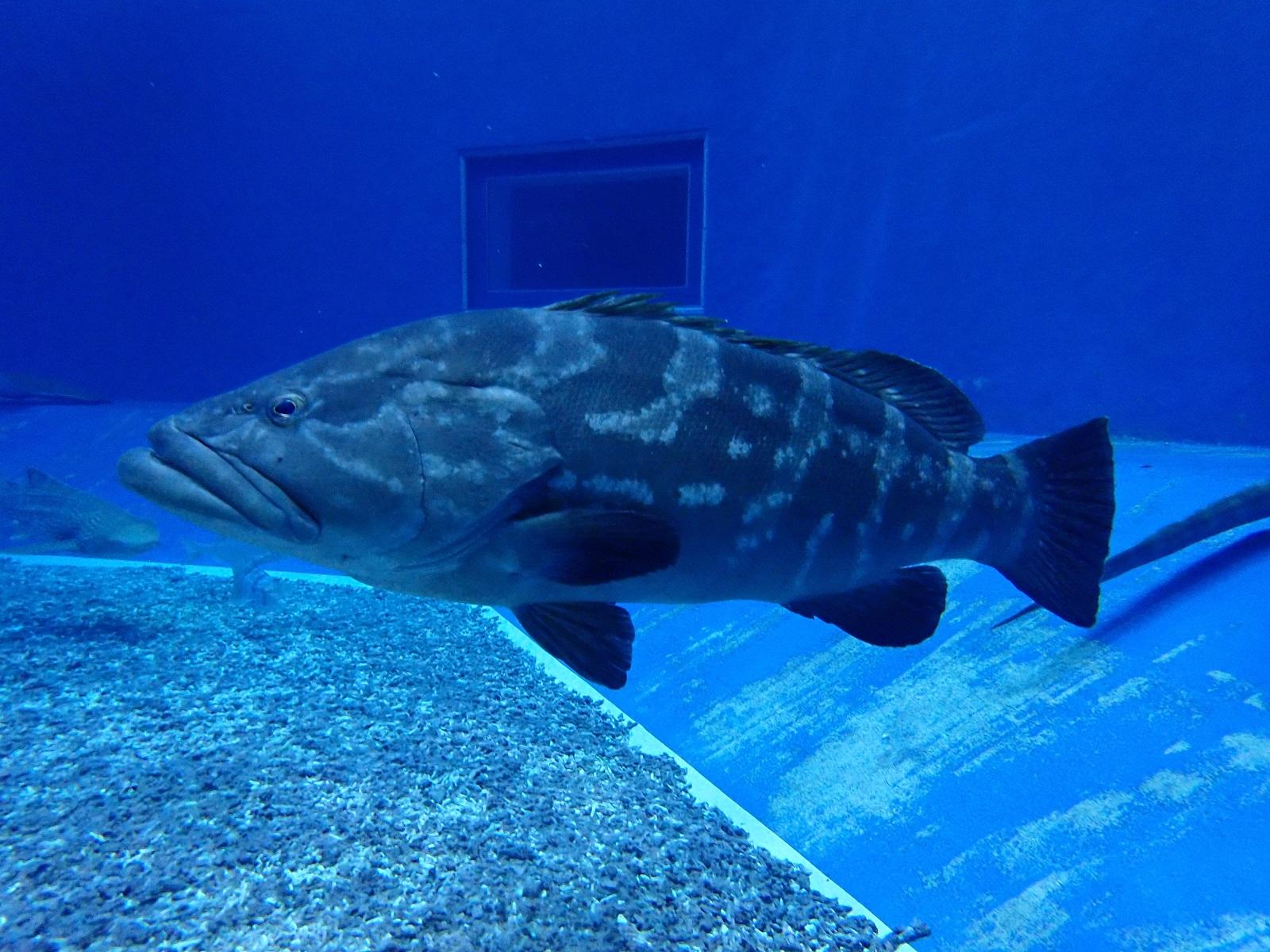 Grouper Wallpapers - Top Free Grouper Backgrounds - WallpaperAccess
