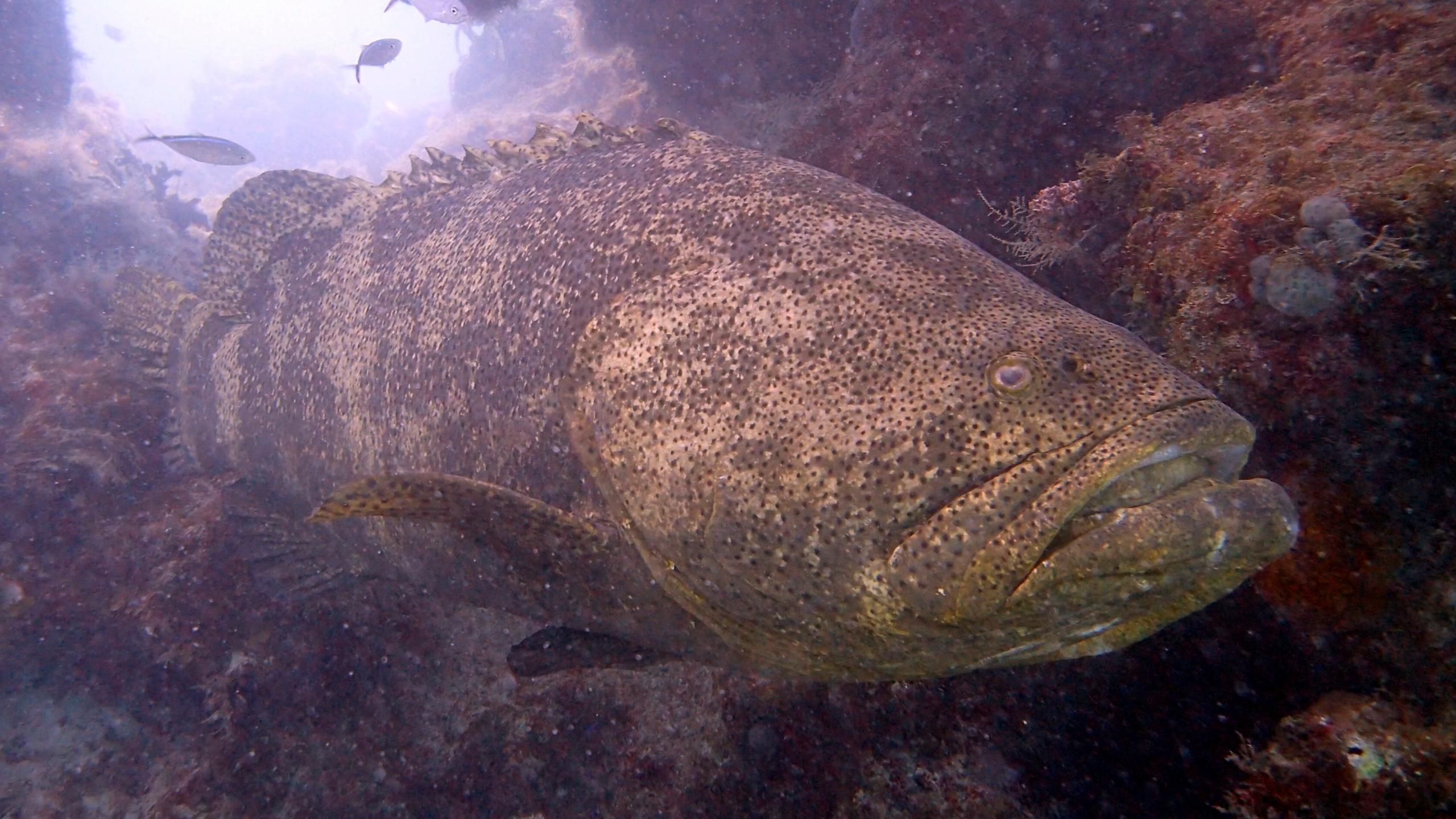 Grouper Wallpapers - Top Free Grouper Backgrounds - WallpaperAccess