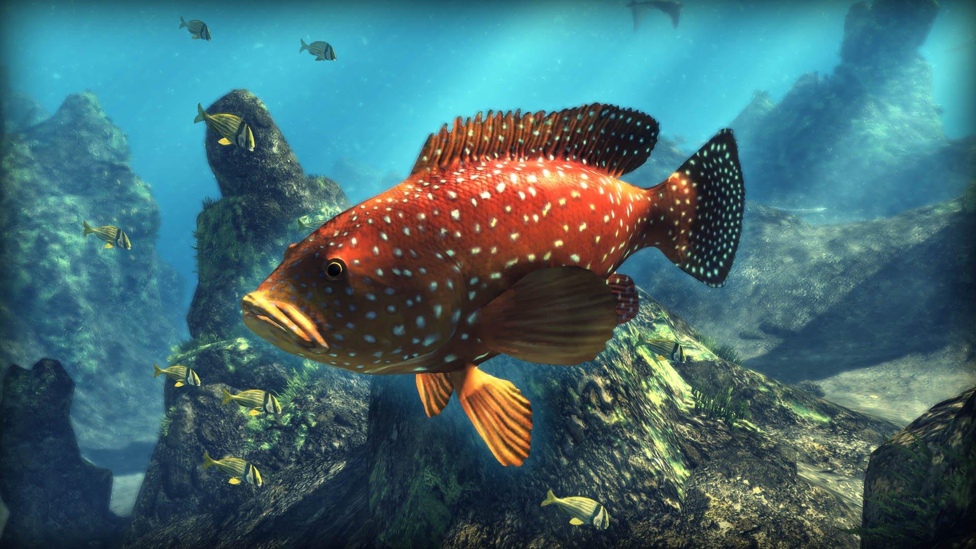 Grouper Wallpapers - Top Free Grouper Backgrounds - WallpaperAccess