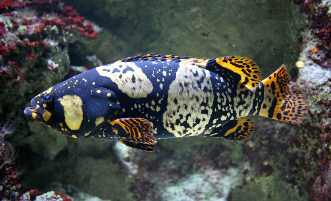 Grouper Wallpapers - Top Free Grouper Backgrounds - WallpaperAccess