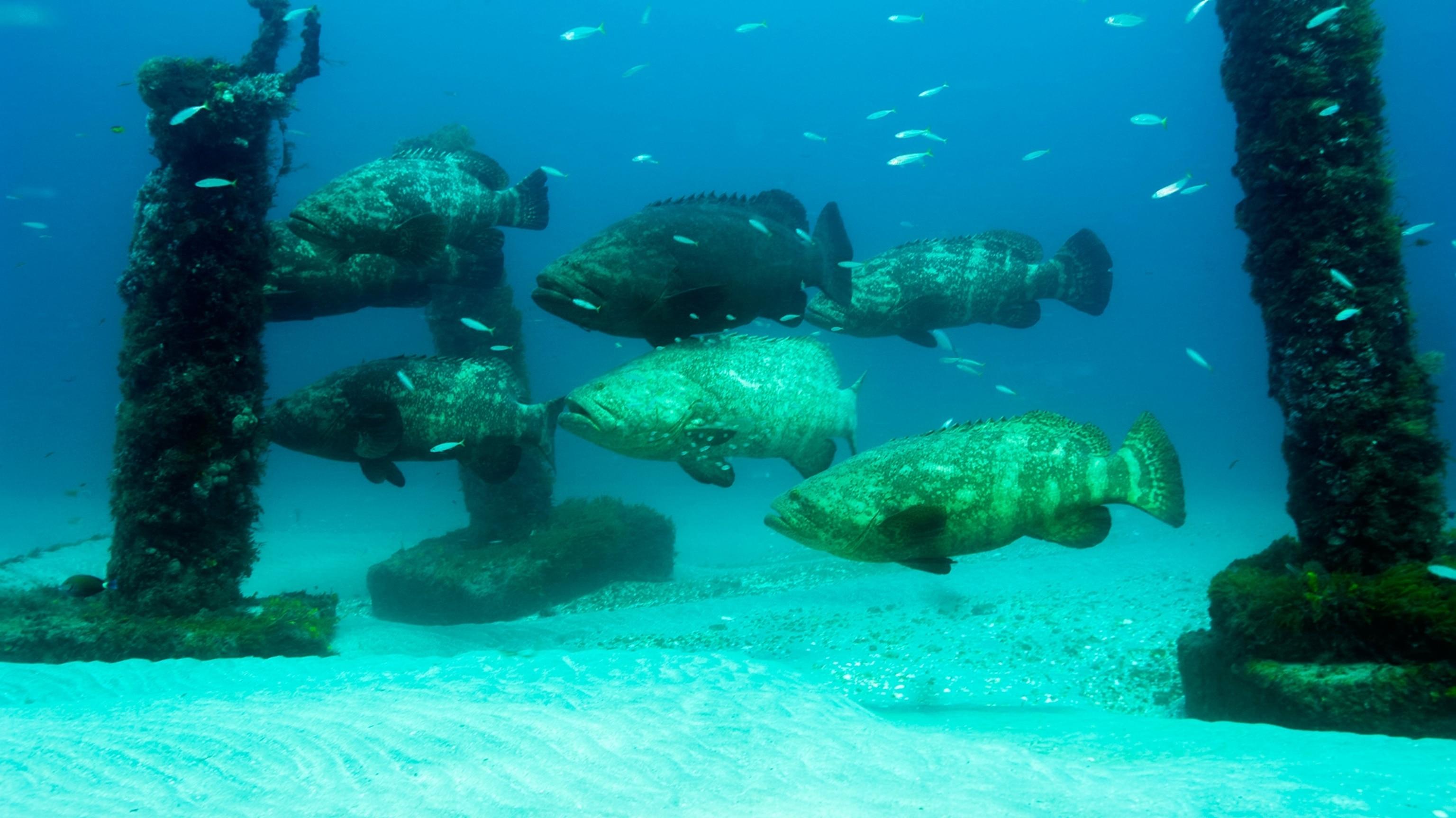 Grouper Wallpapers - Top Free Grouper Backgrounds - WallpaperAccess