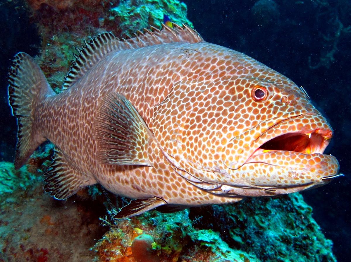 Grouper Wallpapers - Top Free Grouper Backgrounds - WallpaperAccess
