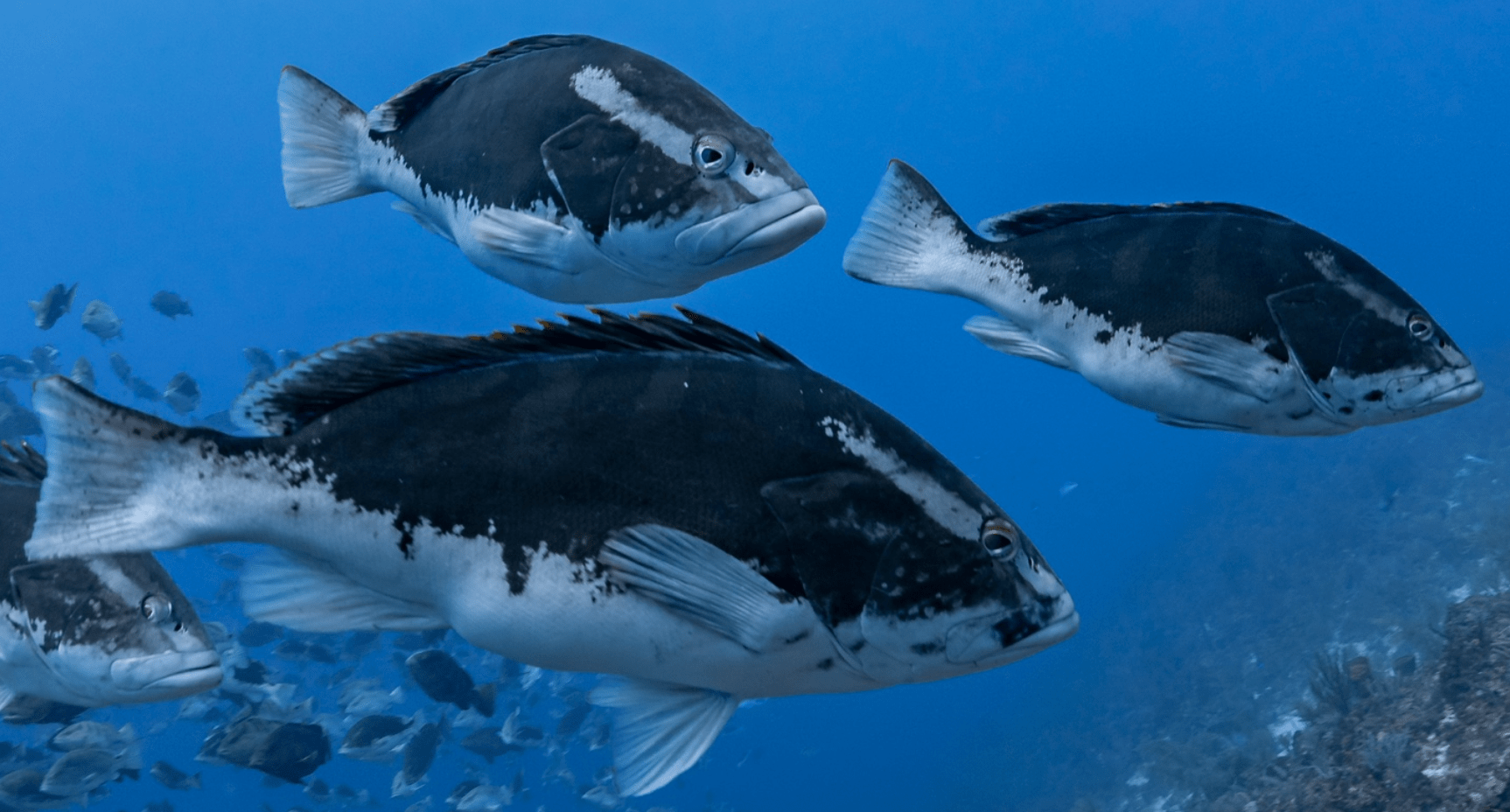 Grouper Wallpapers - Top Free Grouper Backgrounds - WallpaperAccess