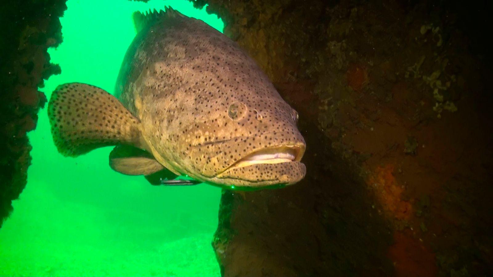 Grouper Wallpapers - Top Free Grouper Backgrounds - WallpaperAccess