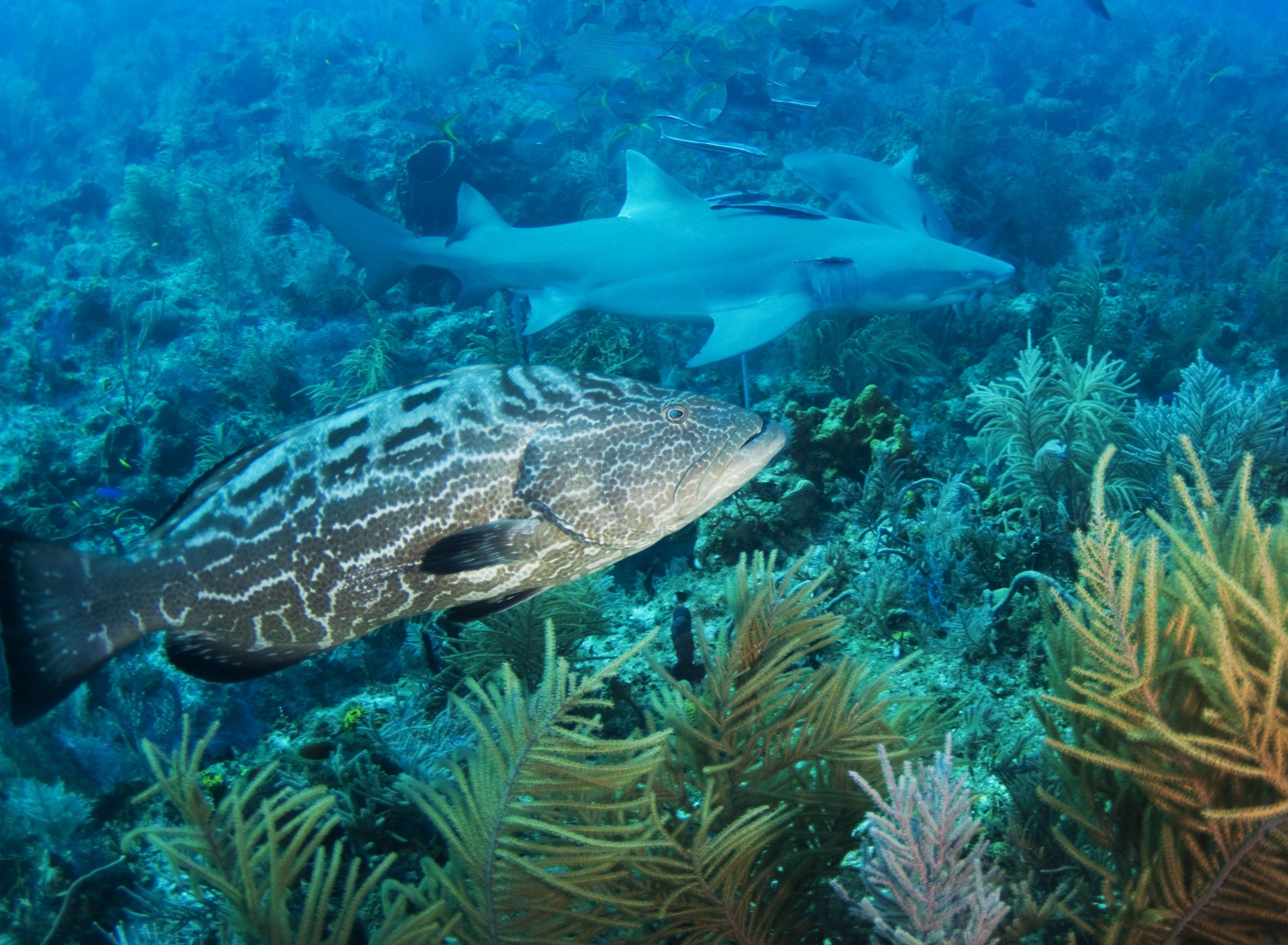 Grouper Wallpapers - Top Free Grouper Backgrounds - WallpaperAccess