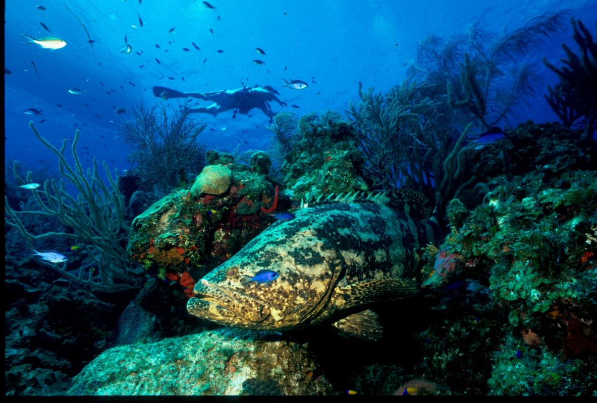 Grouper Wallpapers - Top Free Grouper Backgrounds - WallpaperAccess