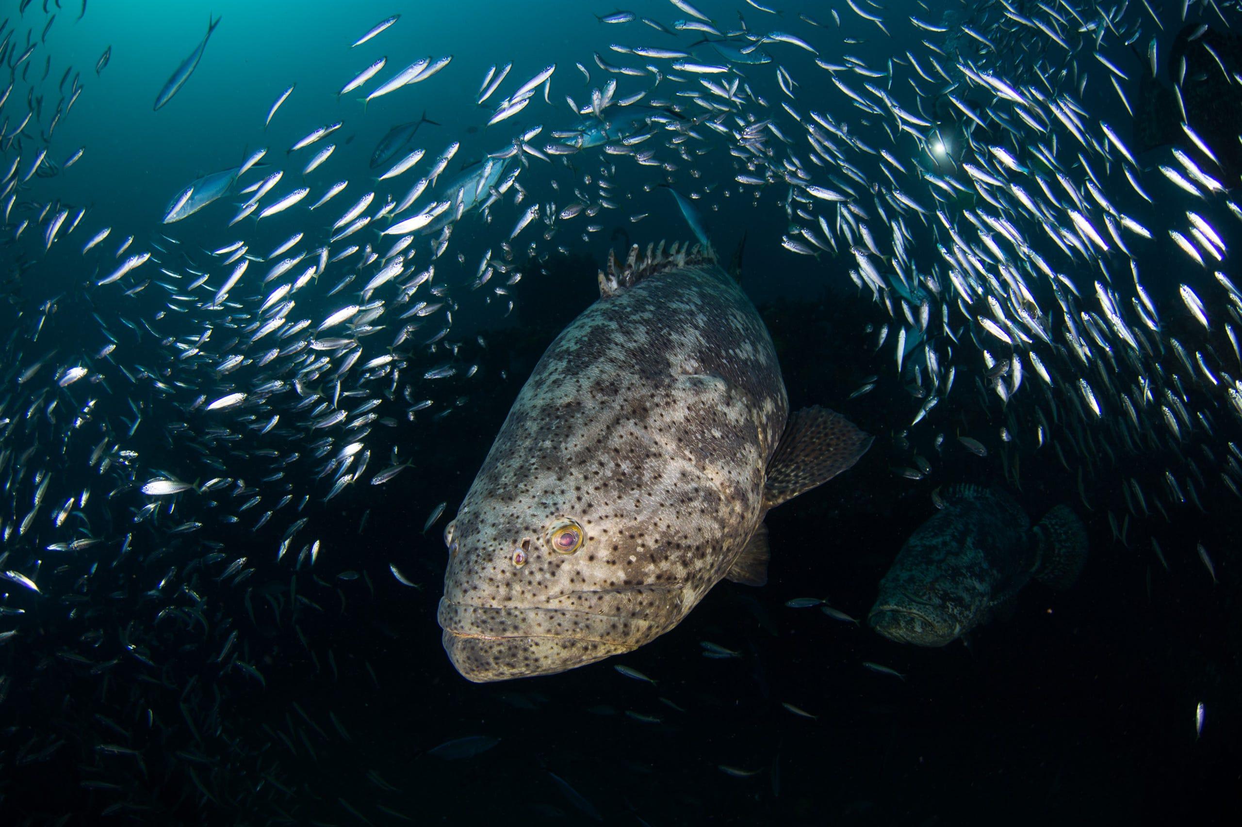 Grouper Wallpapers - Top Free Grouper Backgrounds - WallpaperAccess