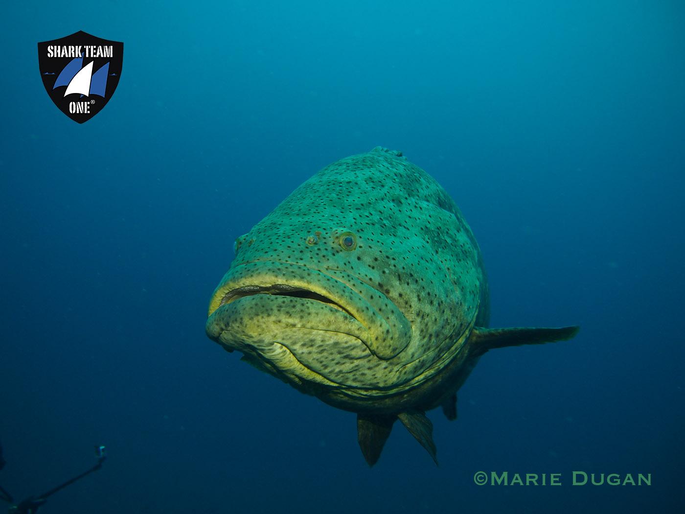 Grouper Wallpapers - Top Free Grouper Backgrounds - WallpaperAccess