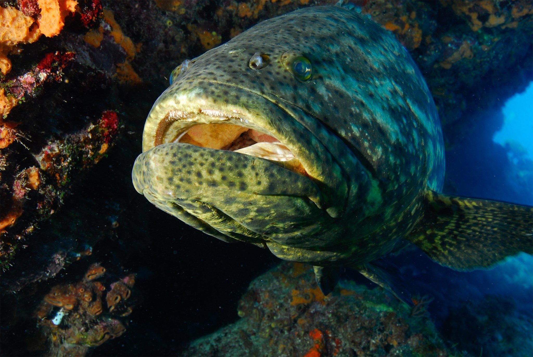 Grouper Wallpapers - Top Free Grouper Backgrounds - WallpaperAccess