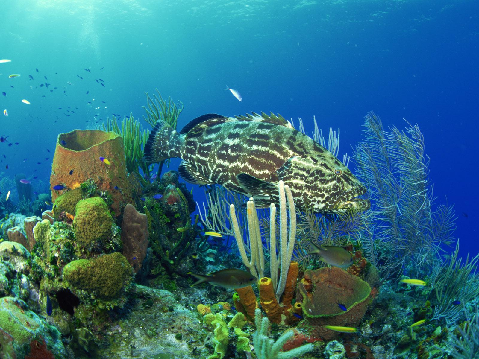 Grouper Wallpapers - Top Free Grouper Backgrounds - WallpaperAccess