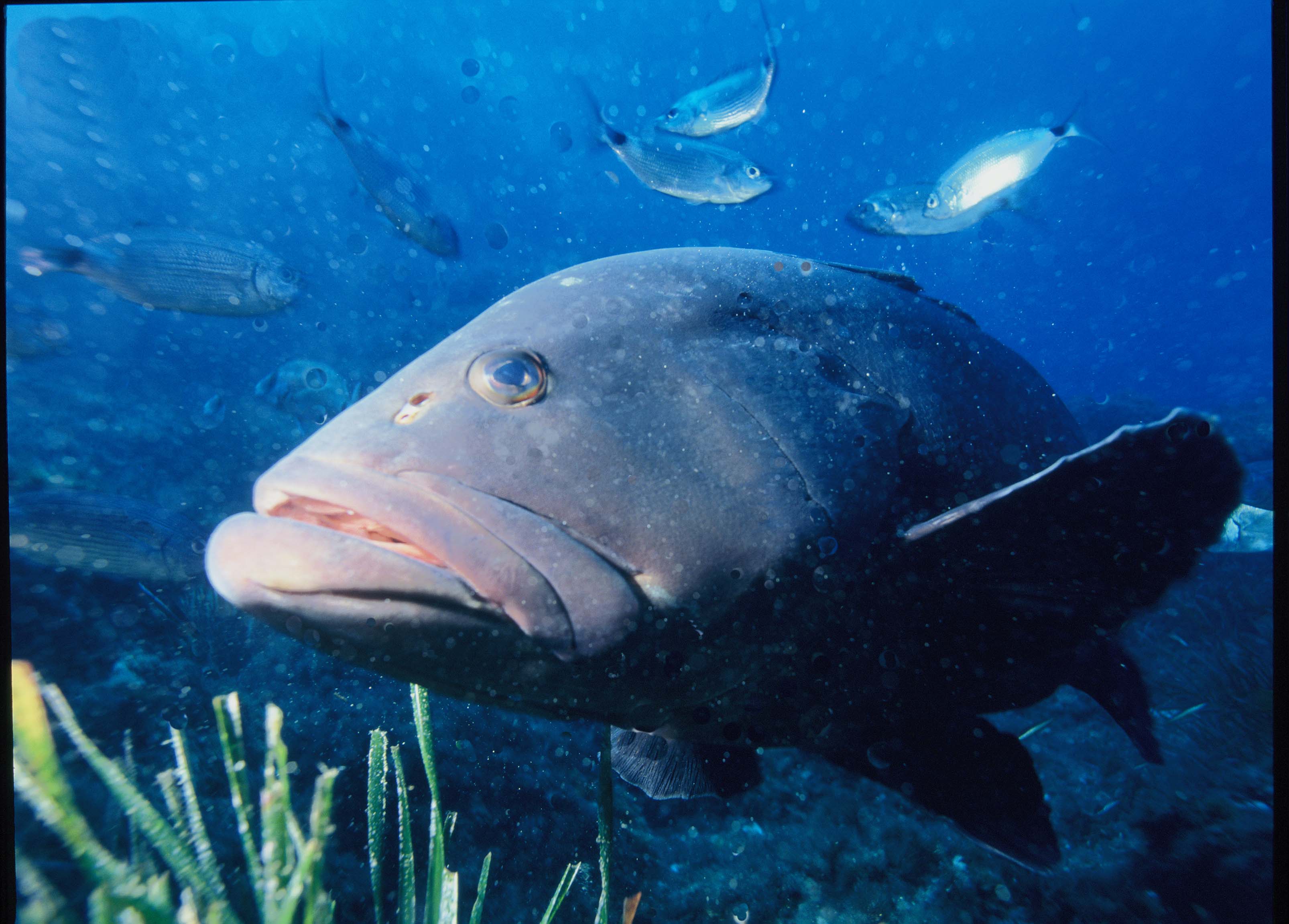Grouper Wallpapers - Top Free Grouper Backgrounds - WallpaperAccess