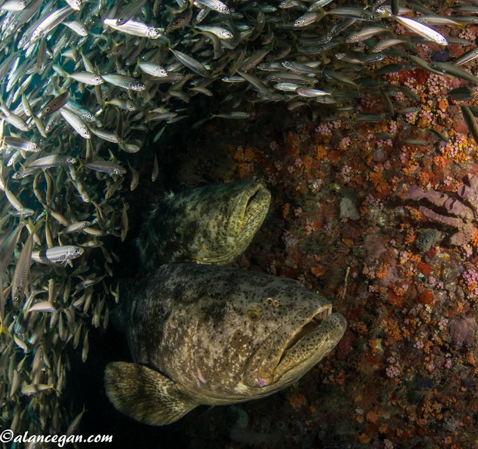 Grouper Wallpapers - Top Free Grouper Backgrounds - WallpaperAccess