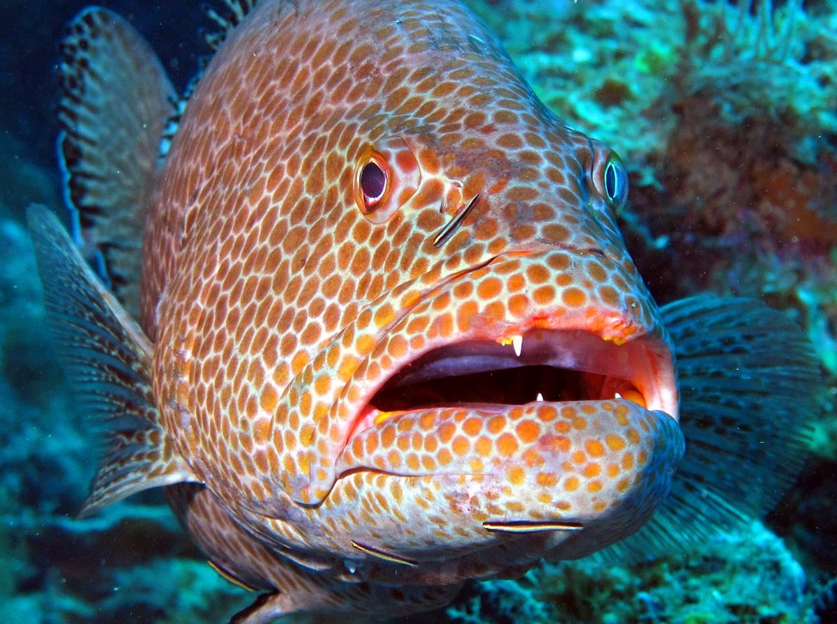 Grouper Wallpapers - Top Free Grouper Backgrounds - WallpaperAccess