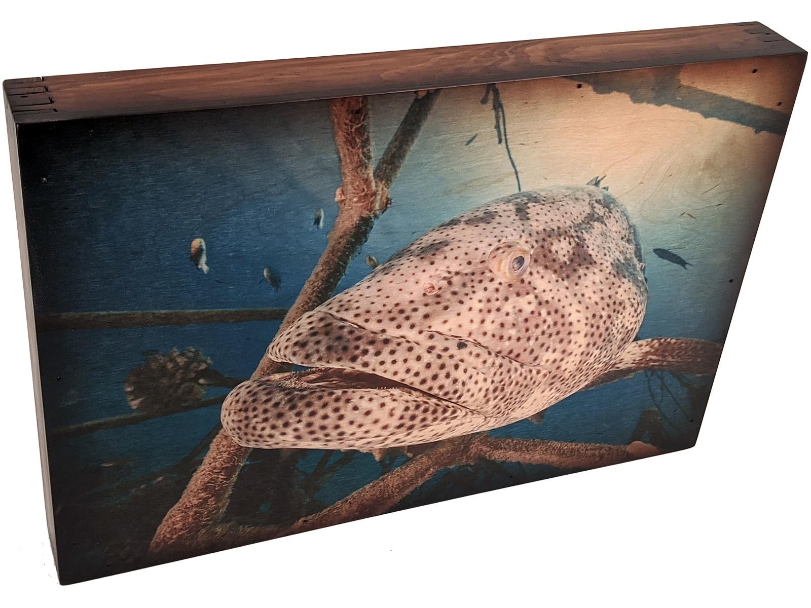 Grouper Wallpapers - Top Free Grouper Backgrounds - WallpaperAccess