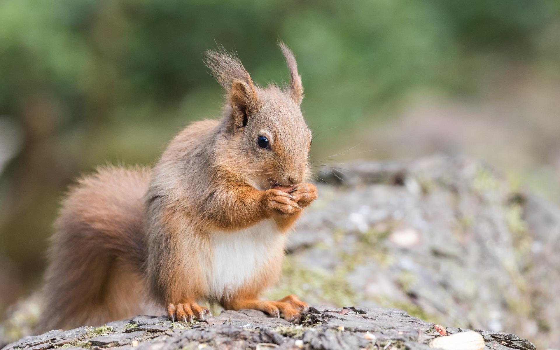 Sincap Wallpapers - Top Free Sincap Backgrounds - WallpaperAccess