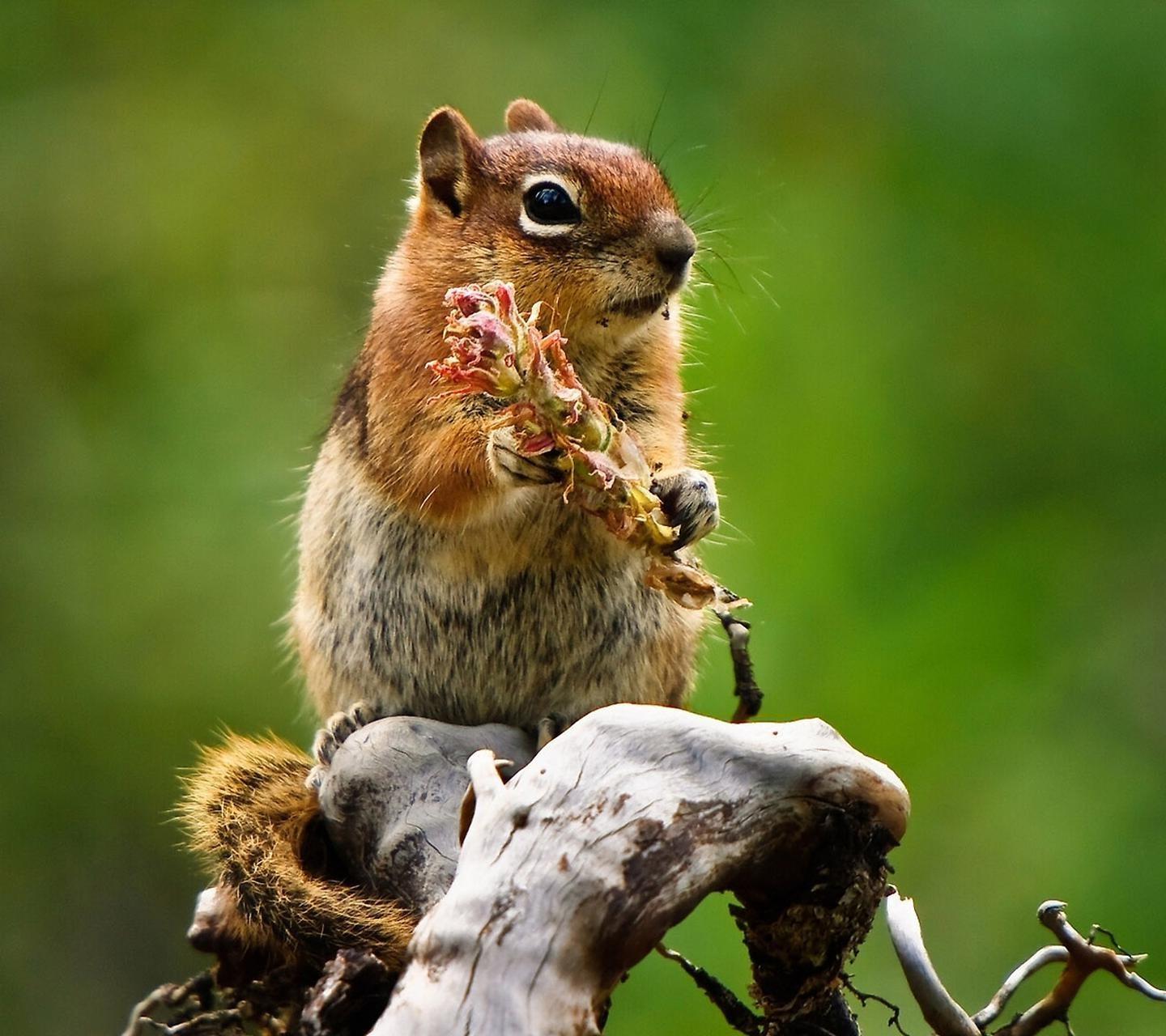 Sincap Wallpapers - Top Free Sincap Backgrounds - WallpaperAccess