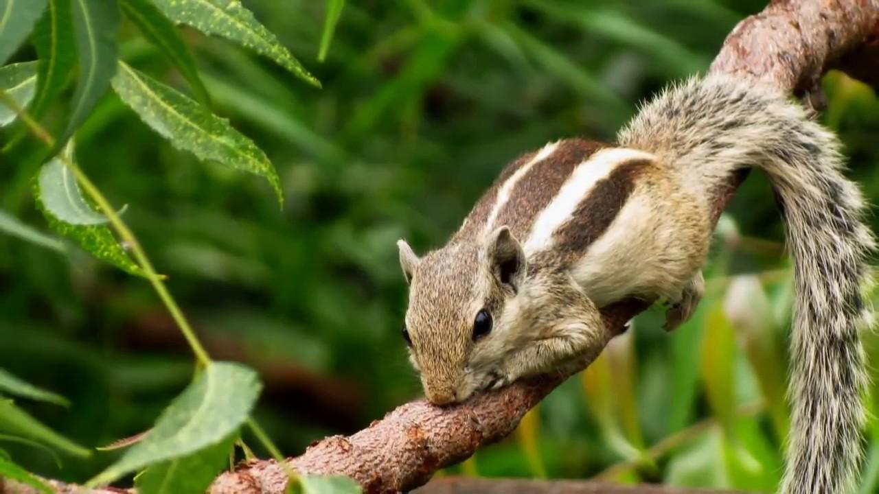 Sincap Wallpapers - Top Free Sincap Backgrounds - WallpaperAccess