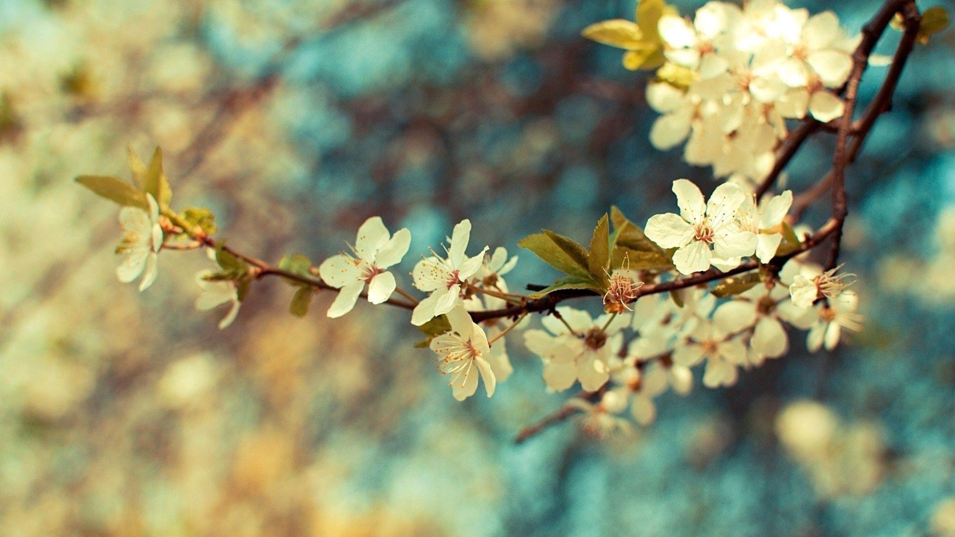 Flower Aesthetic Computer Wallpapers - Top Free Flower Aesthetic ...