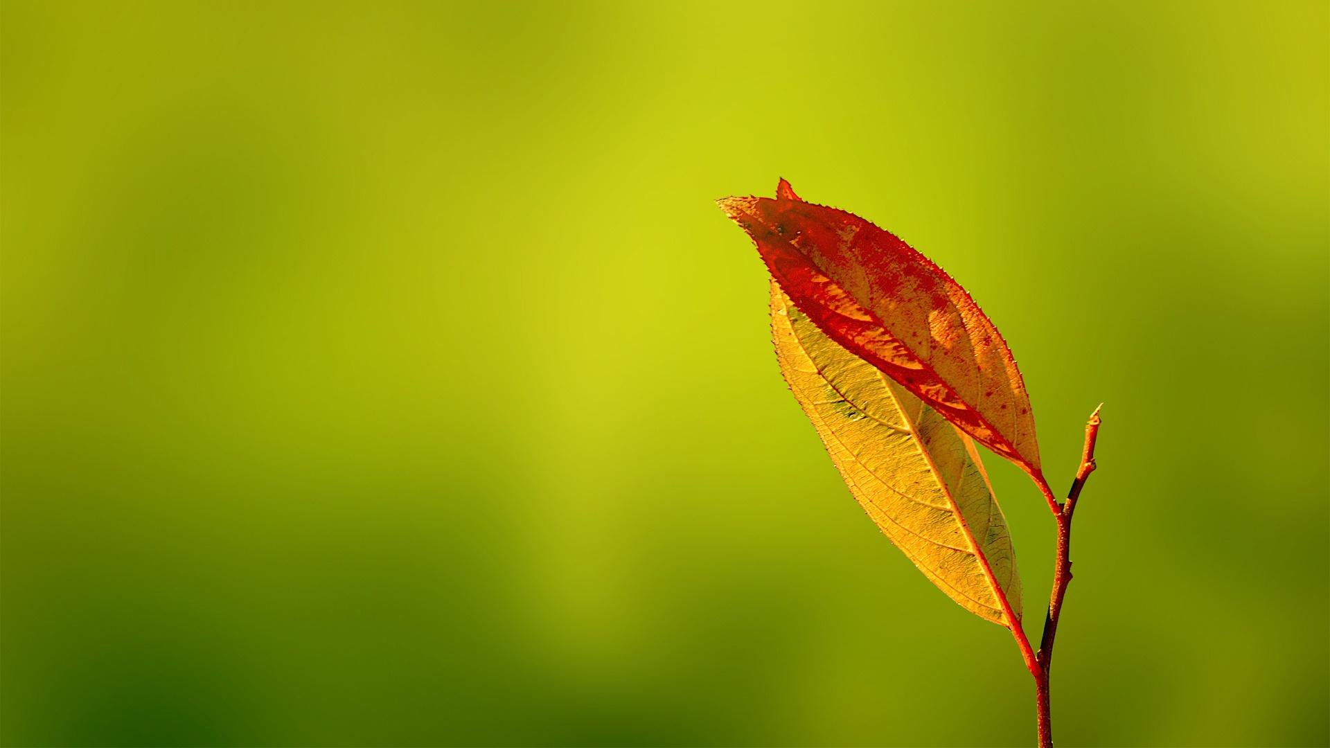 HD Macro Wallpapers - Top Free HD Macro Backgrounds - WallpaperAccess