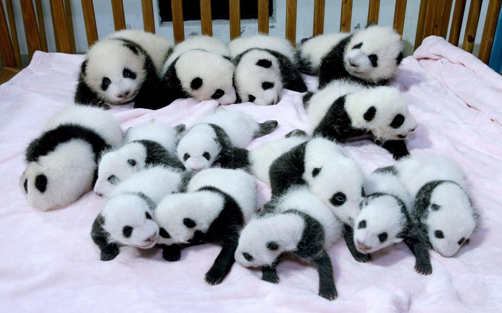 Cute Panda PC Wallpapers - Top Free Cute Panda PC Backgrounds ...