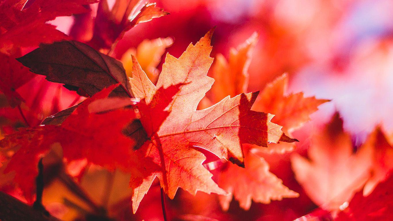 Canada Maple Leaf Wallpapers - Top Free Canada Maple Leaf Backgrounds ...