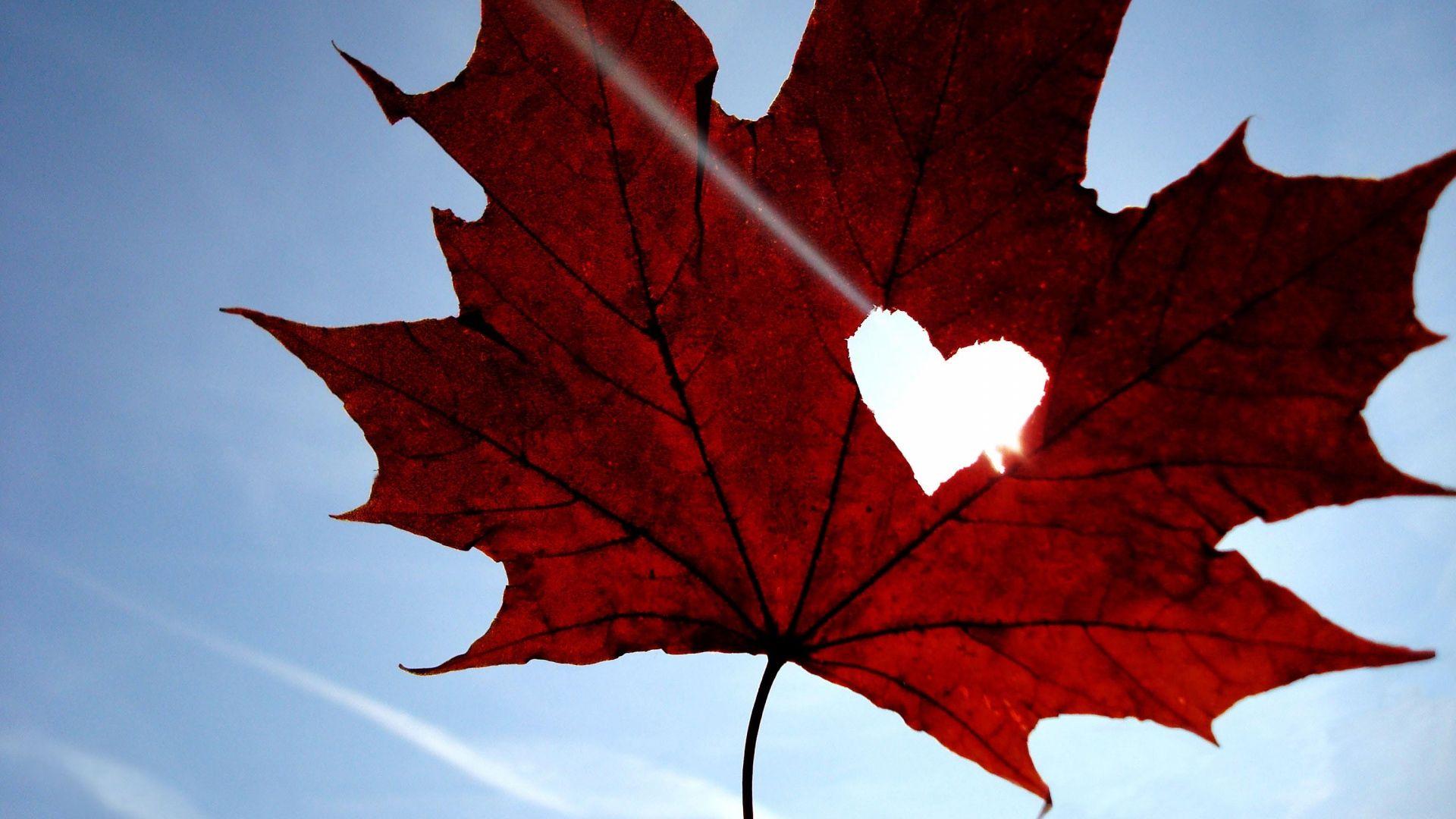 Canada Maple Leaf Wallpapers - Top Free Canada Maple Leaf Backgrounds - WallpaperAccess