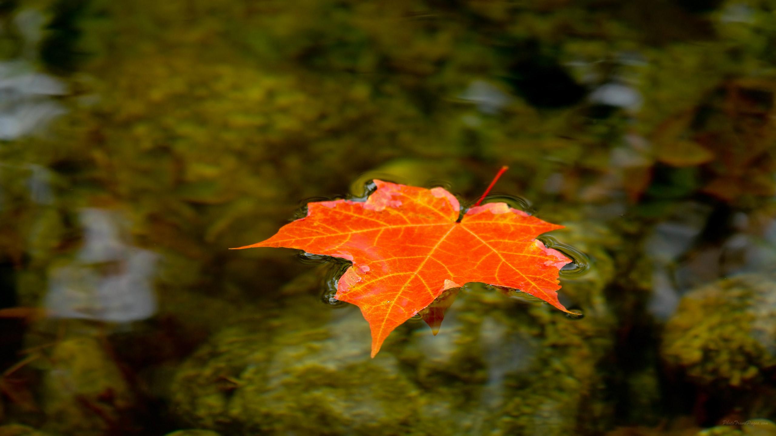 Canada Maple Leaf Wallpapers - Top Free Canada Maple Leaf Backgrounds ...
