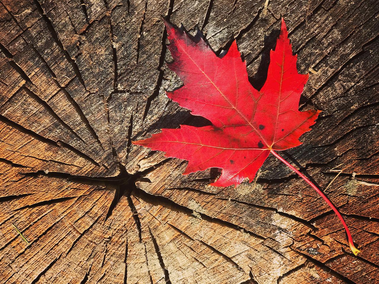 Canada Maple Leaf Wallpapers - Top Free Canada Maple Leaf Backgrounds ...