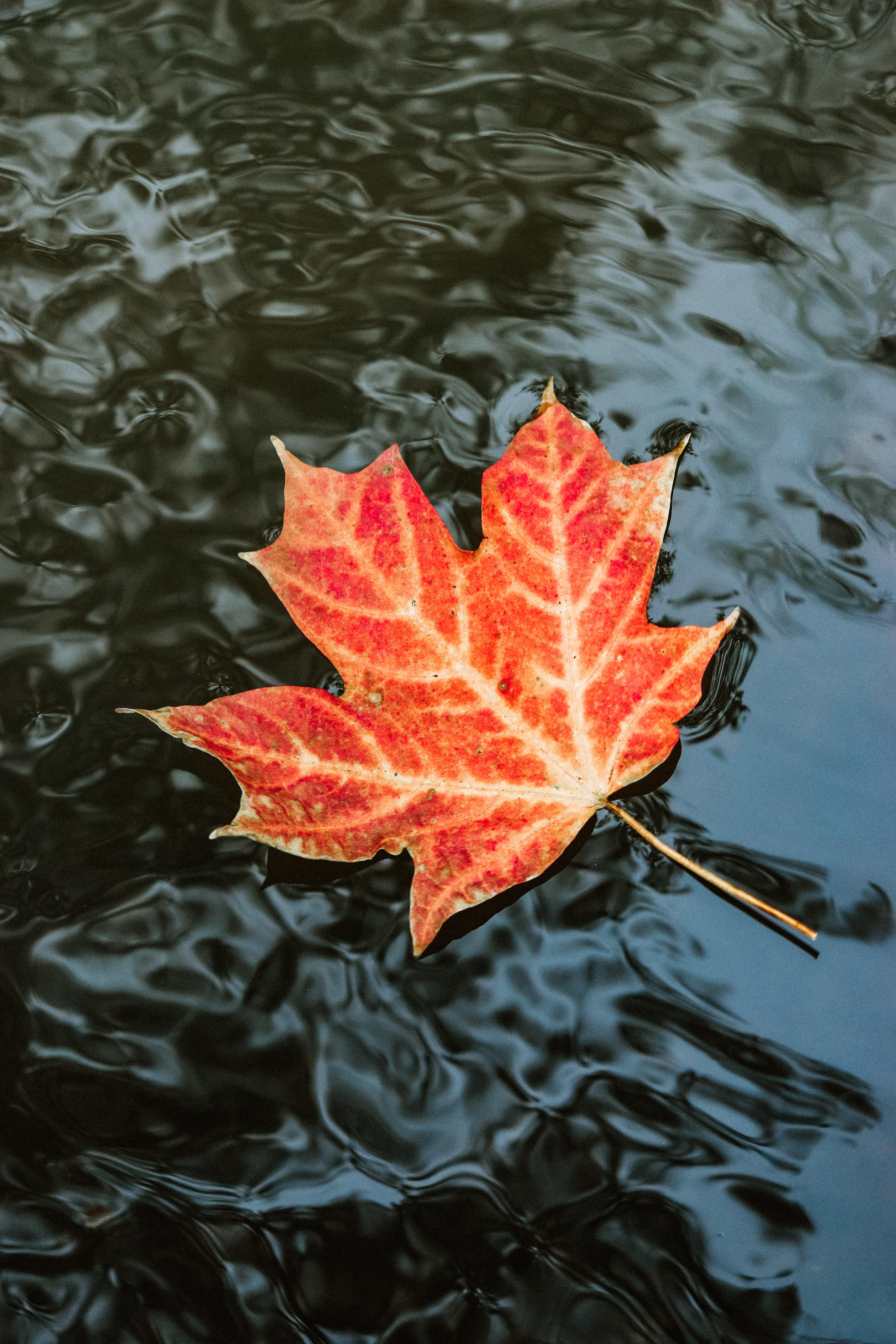 Canada Maple Leaf Wallpapers - Top Free Canada Maple Leaf Backgrounds ...
