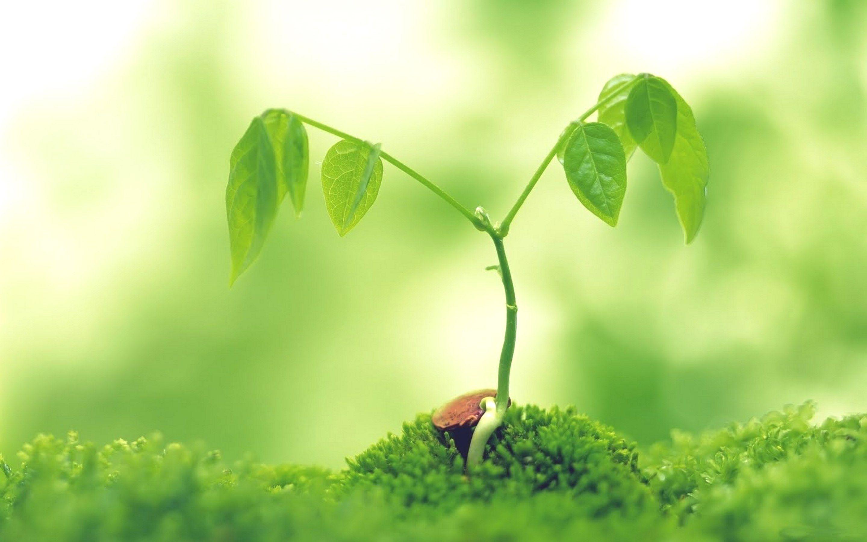 Cool Plant Wallpapers - Top Free Cool Plant Backgrounds - WallpaperAccess