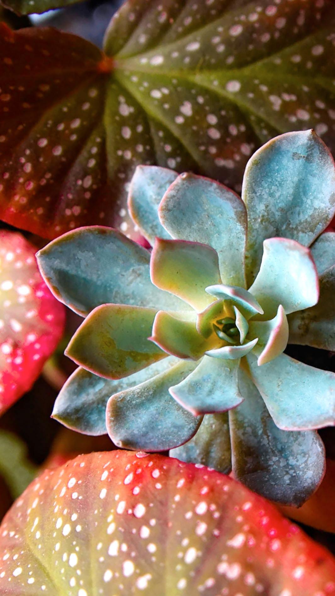 Cool Plant Wallpapers - Top Free Cool Plant Backgrounds - WallpaperAccess