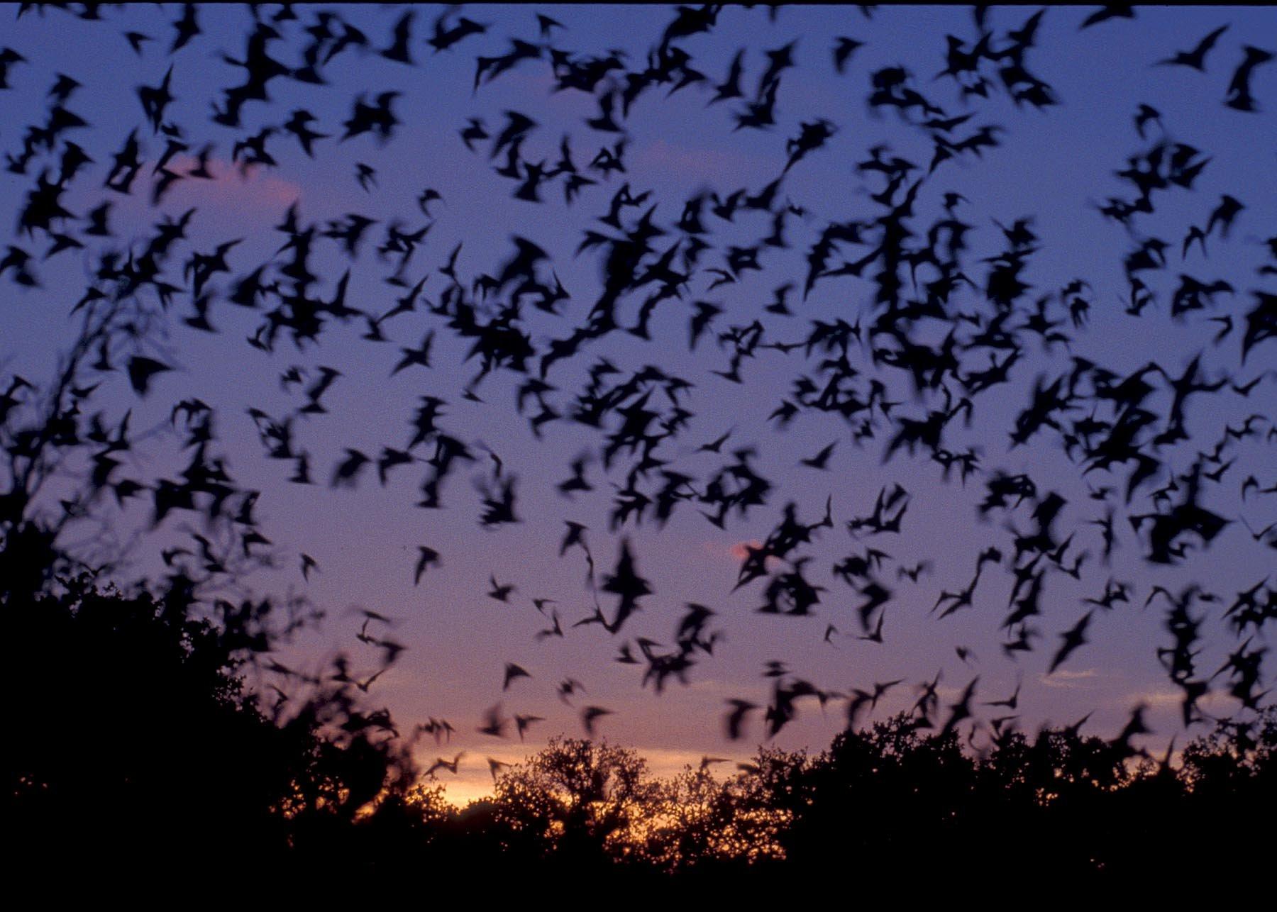 Bats Flying Wallpapers - Top Free Bats Flying Backgrounds - WallpaperAccess