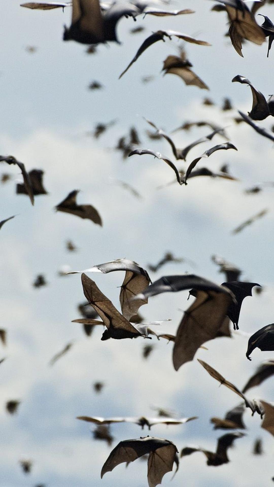 Bats Flying Wallpapers - Top Free Bats Flying Backgrounds - WallpaperAccess